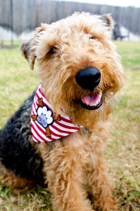 Items similar to Puppy Love // Trendy Pet Neckerchief // Collar Pocket ...