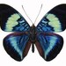 Real Callicore cynosura Butterfly spread for your project or
