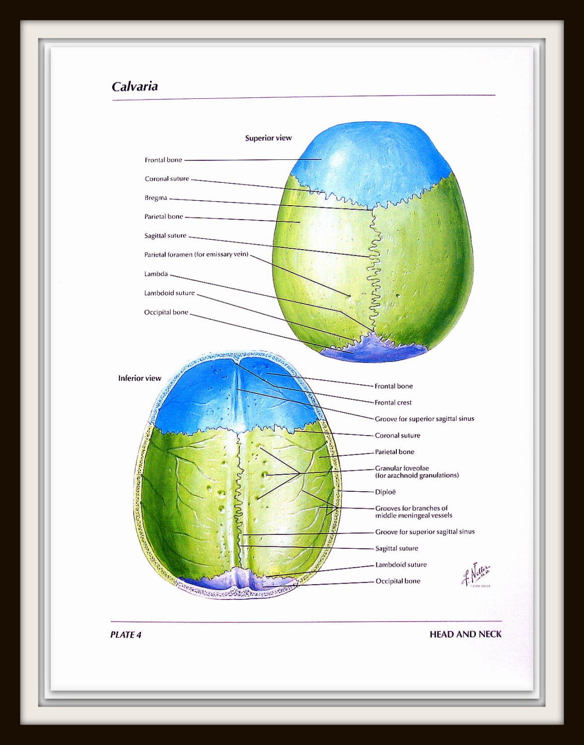 Anatomy Print Human Skull Calvaria Human by mysunshinevintage