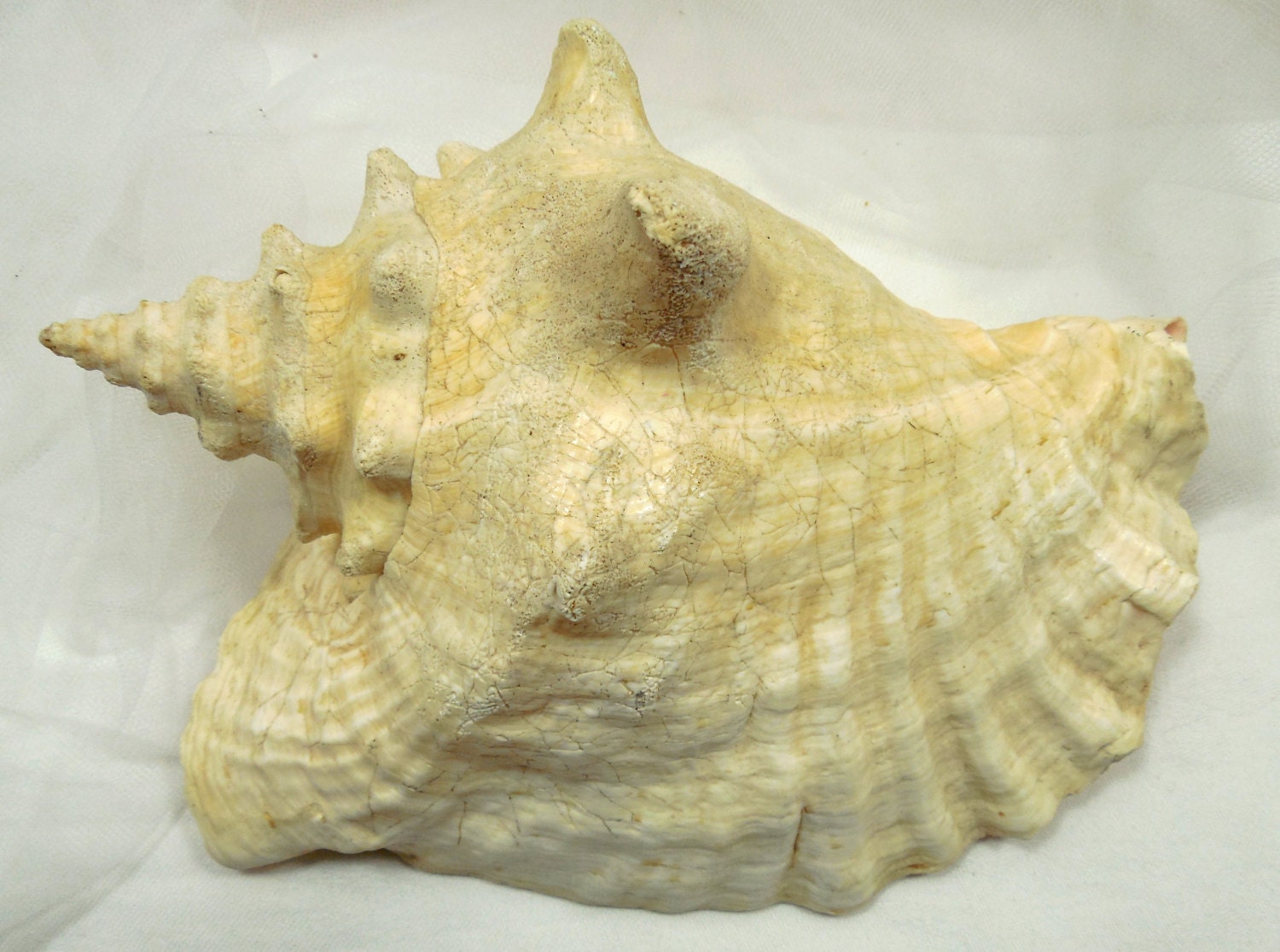 Pink Conch Shell Sea Shells Pink Sea Snail Shells by Beadgarden55