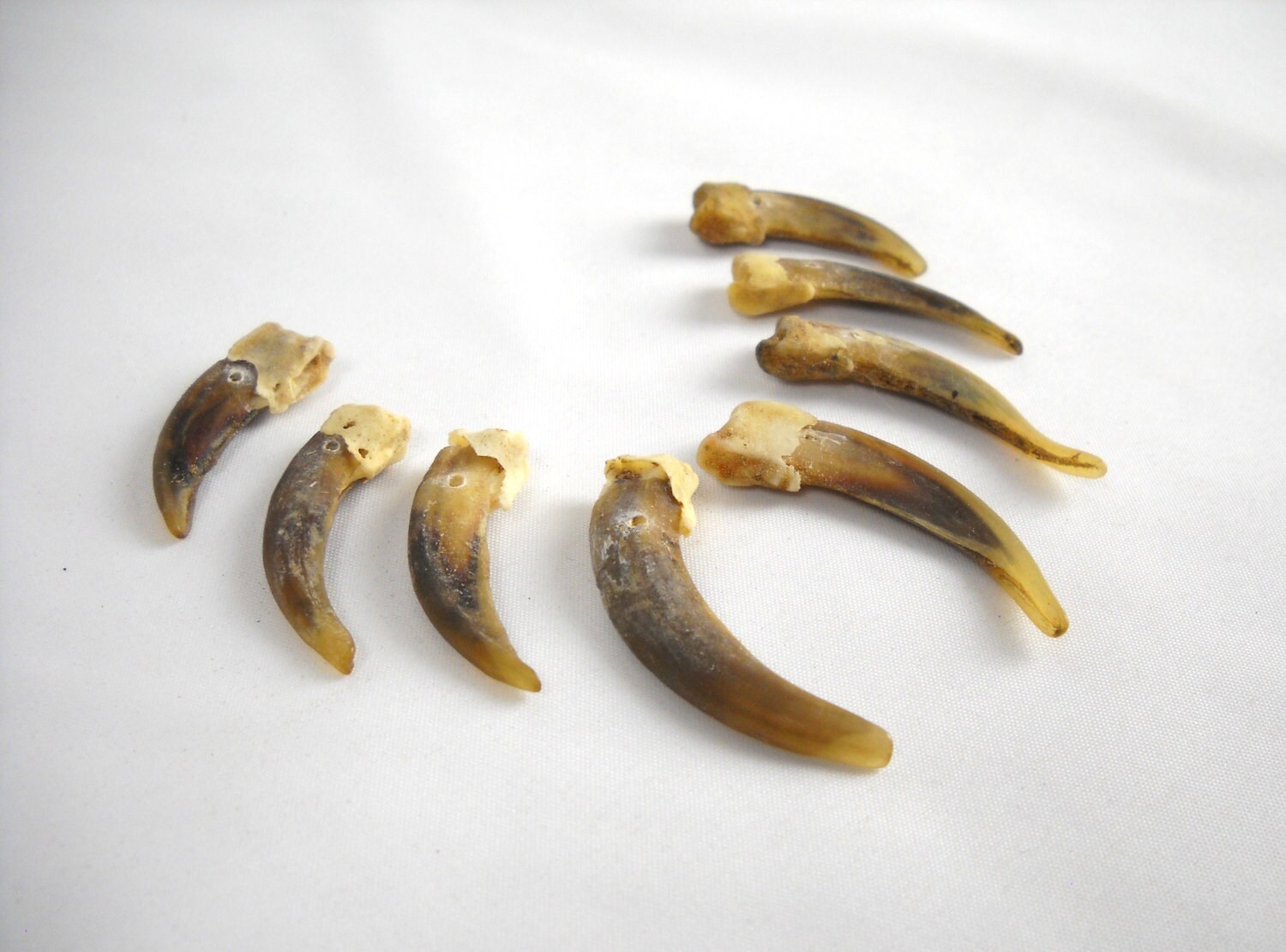 Multipack 1 2 DRILLED Badger Claws Real Bone