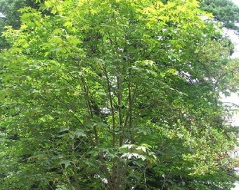 Winged Maple Seeds Print botanical print botanicals giclee