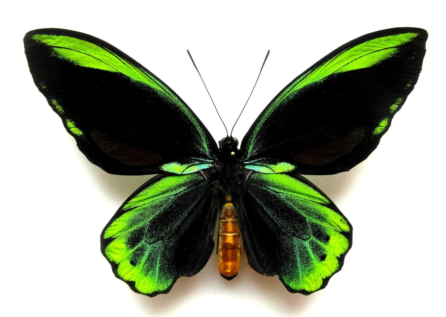 NATURAL HYBRID Ornithoptera Allotei Male One Of the Rarest