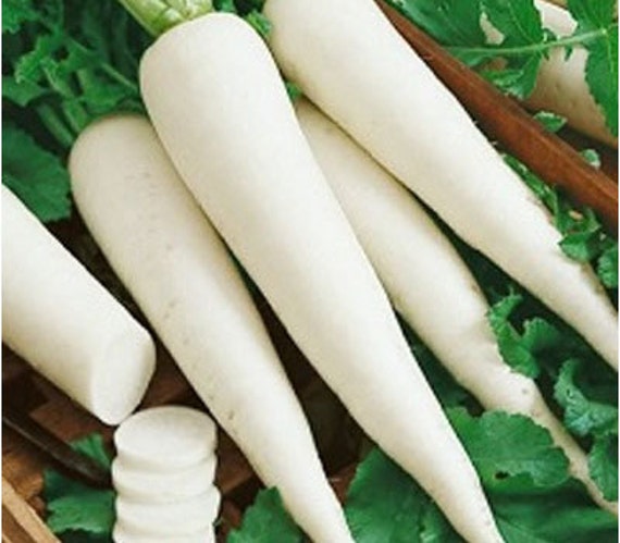 20 Radish pure white vegetable seeds Muli seeds