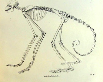 Popular items for monkey skeletons on Etsy