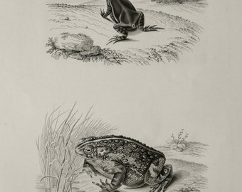 Antique frog print | Etsy