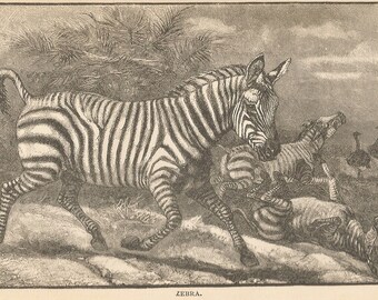 Popular items for zebra illustration on Etsy