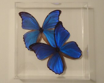 butterfly display framed butterflies by NATUREARTBUTTERFLIES