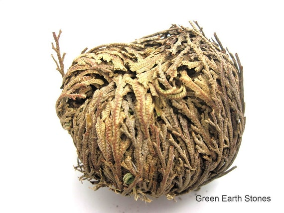 Jericho Flower Rose of Jericho Love Pagan Wiccan Magic