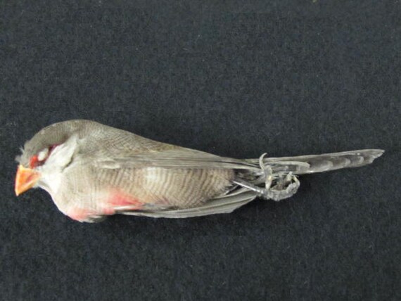 St Helena Finch Bird Wings Feathers Art Craft Taxidermy