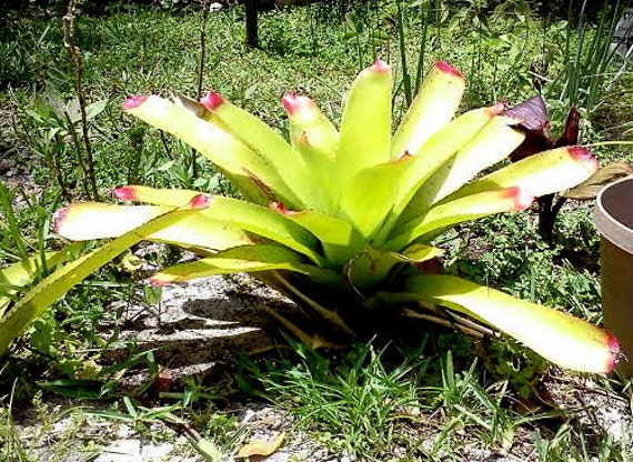 Neoregelia spectabilis - Alchetron, The Free Social Encyclopedia