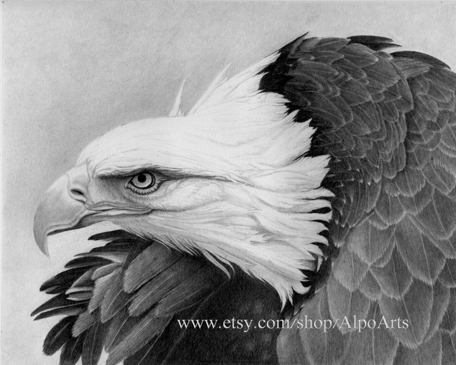 Realistic eagle drawing 8x10 giclee print Wildlife by AlpoArts