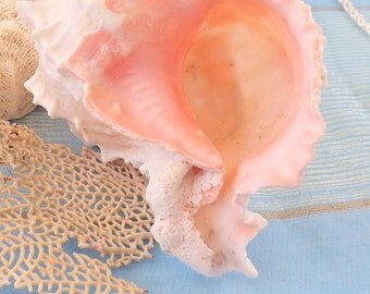 Pink sea shells | Etsy