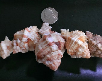 10 Gray Dosinia Shells shells for decorating by thebeachgirls