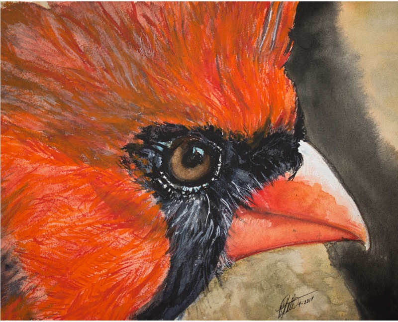 Cardinal Eye Cardinal Eye