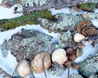 Popular items for dried tree on Etsy