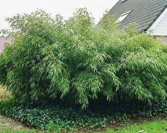 Sunset glow bamboo | Etsy