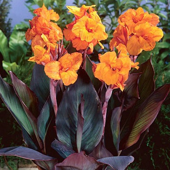 Items similar to Canna Lily - Orange with purple leaves (bulb) on Etsy