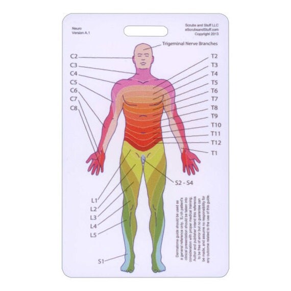 Dermatome Badge Pocket Card Vertical for Nurse Paramedic EMT