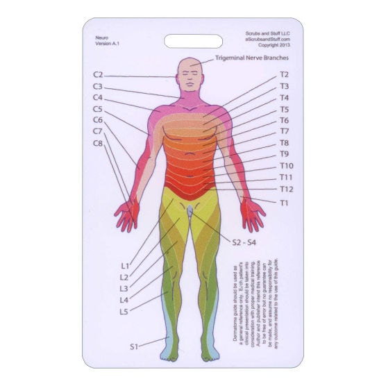 Dermatome Badge Pocket Card Vertical for Nurse Paramedic EMT