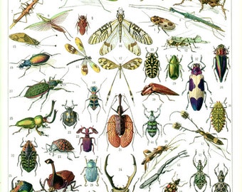 Vintage prints | Etsy