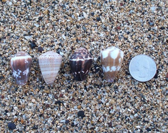 Popular items for shells for sale on Etsy
