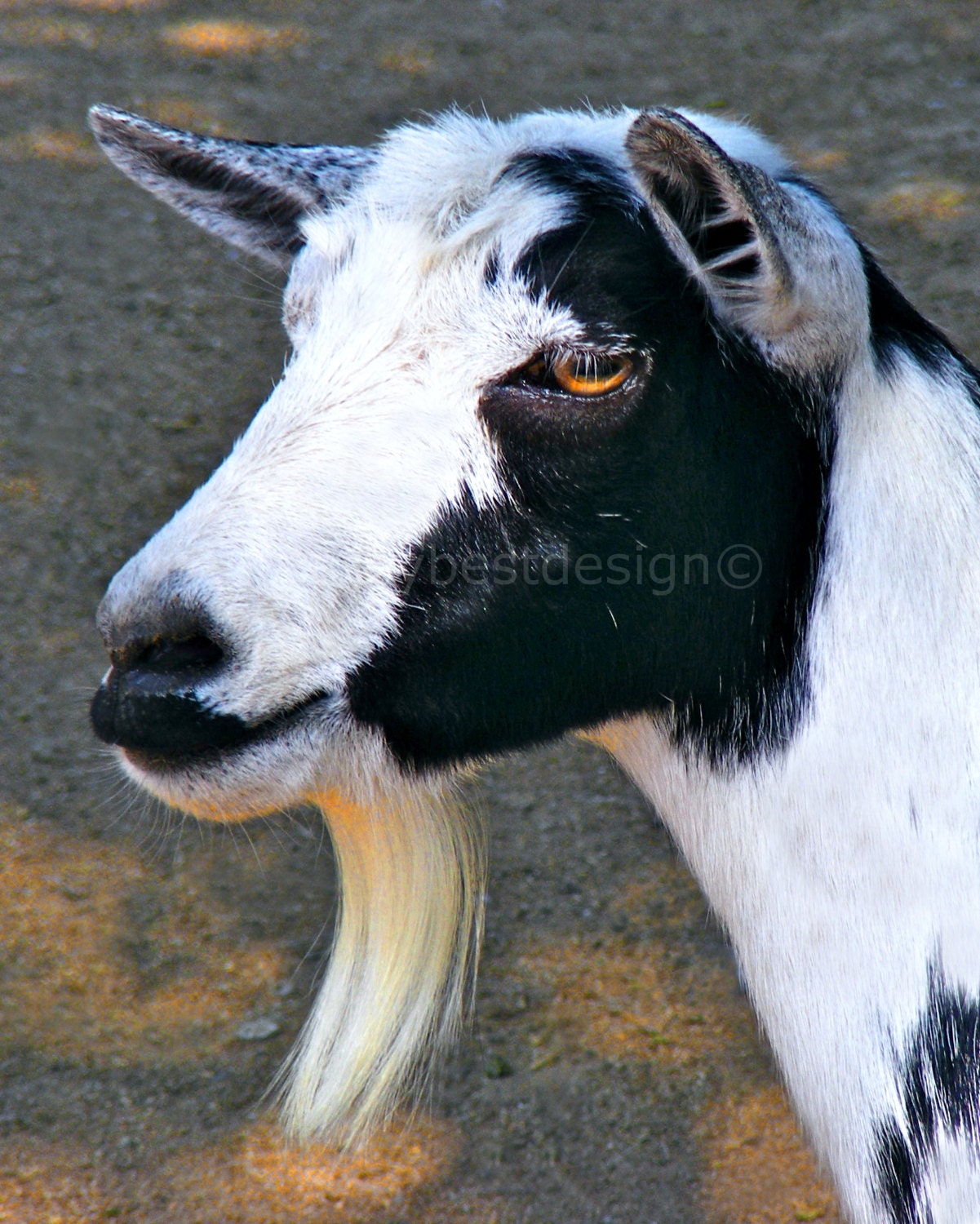 Goat with Moustache and Goatee Handsome Devil Photograph