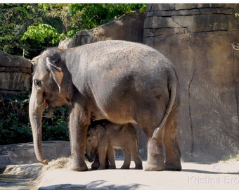 Popular items for outdoor animals on Etsy