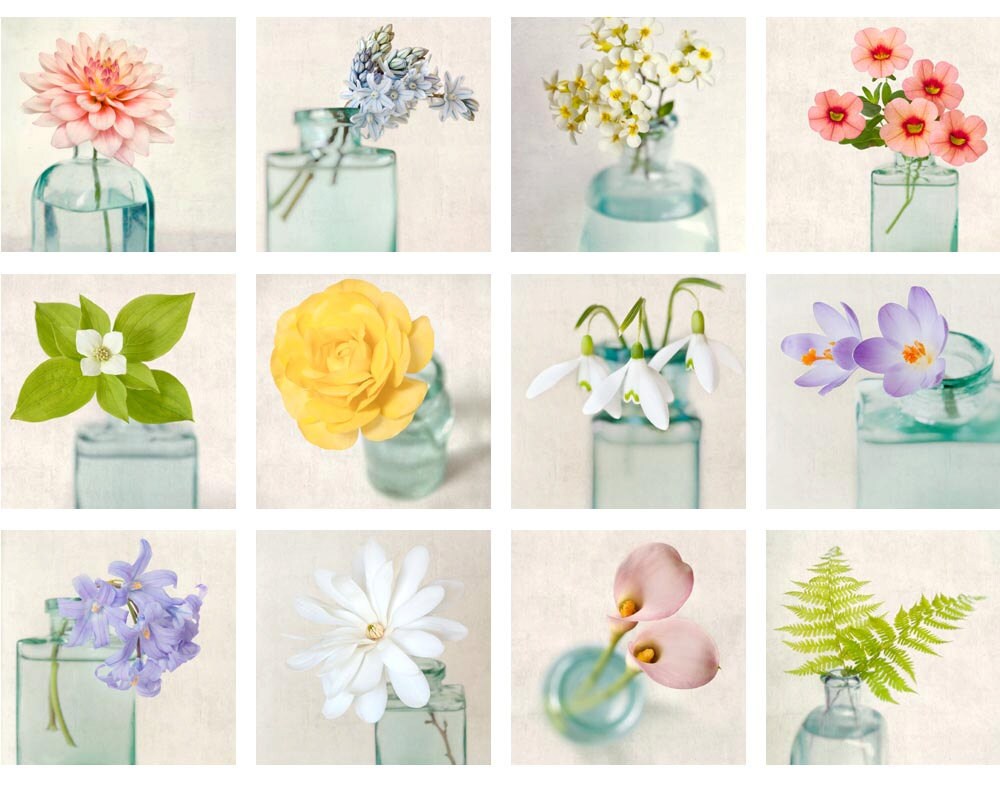 Floral Still Life Mini Portfolio Flower Photography