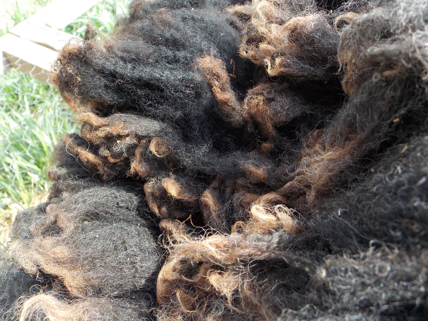 Unwashed Shetland Sheep Wool Black Ingrid