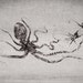 FLOATING OCTOPUS gyotaku print traditional by FishingForGyotaku