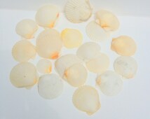 Popular items for craft seashells on Etsy