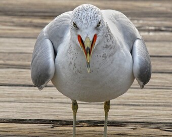 Popular items for seagulls photography on Etsy