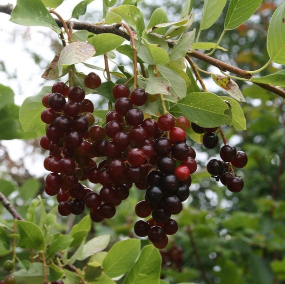 Common Choke Cherry Tree 6 UNROOTED 8-12 CUTTINGS Birds