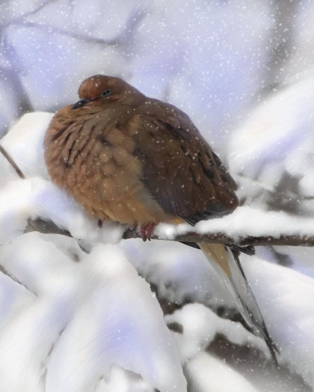 Dove Art Fluffy Peaceful Mourning Dove in Snow Bird Artwork