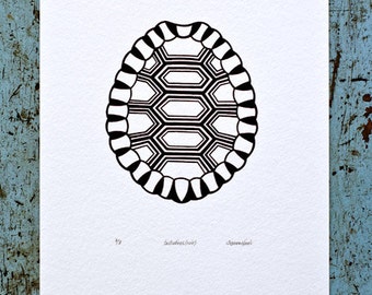 Sand Dollar / Clypeasteroida II 'specimen' dark