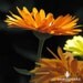 Calendula Officinalis Fancy Mix Heirloom Seeds Non-GMO