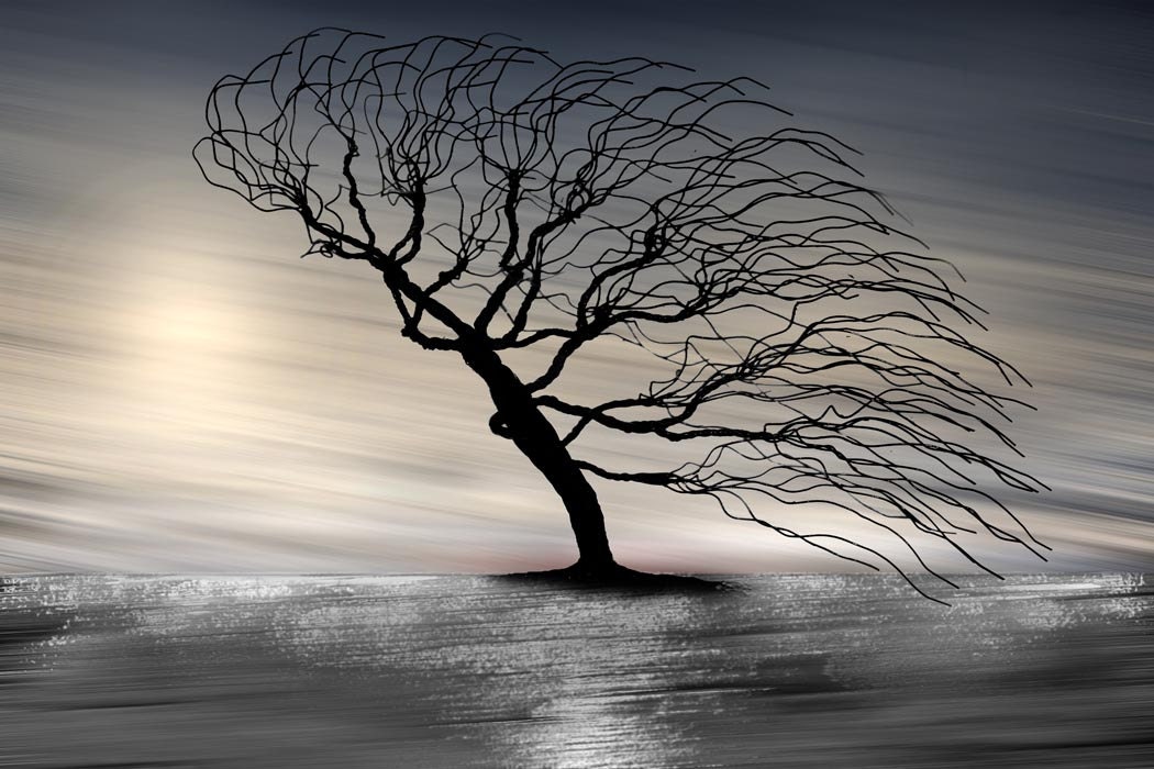 LARGE SURREAL TREE Fine Art on Canvas Photography Composite on