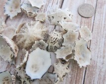 Popular items for shells for sale on Etsy