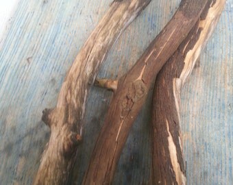 Popular items for native trees on Etsy