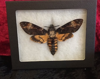 Items similar to Deaths Head Hawk Moth Print on Etsy