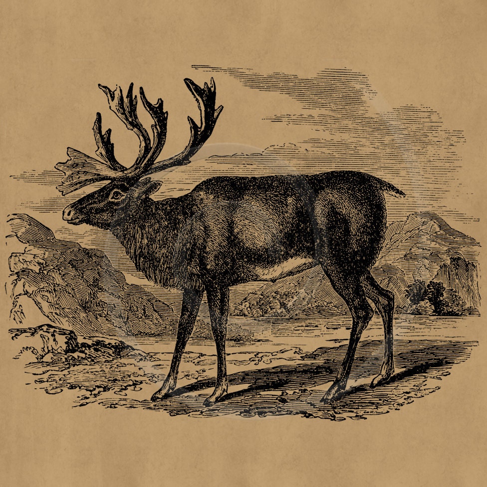 Vintage Reindeer Illustration Holiday Printable Antique Animal