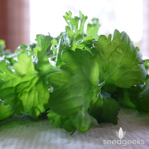 Wrinkled Crinkled Cress Heirloom Seeds Non-GMO Open