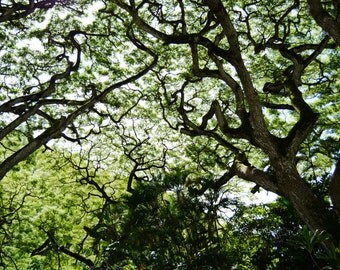 Popular items for hawaiian monkey pod on Etsy