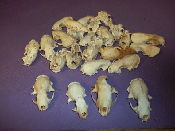 25 skull mink real animal bone taxidermy skeleton tooth head