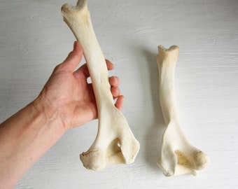 Popular items for deer leg bone on Etsy