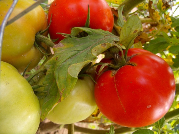 Organic Wisconsin 55 Tomato Seed