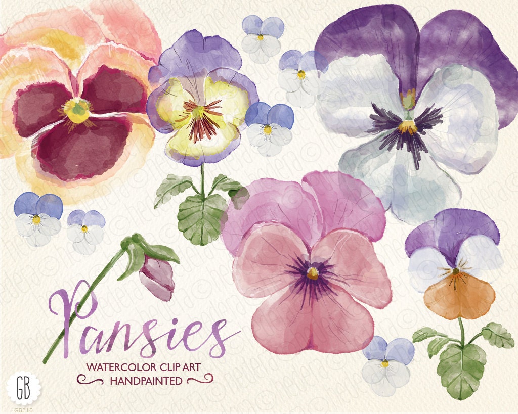 Watercolor pansies pansy hand painted spring flowers viola