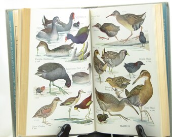 Audubon Water Bird Guide, Bird Field Guide, bird book, natural history ...
