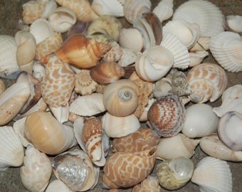 Bulk seashells | Etsy